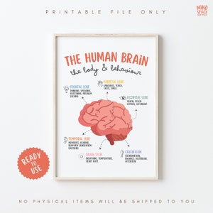 The Human Brain Poster Brain Anatomy Poster Psychology - Etsy Australia