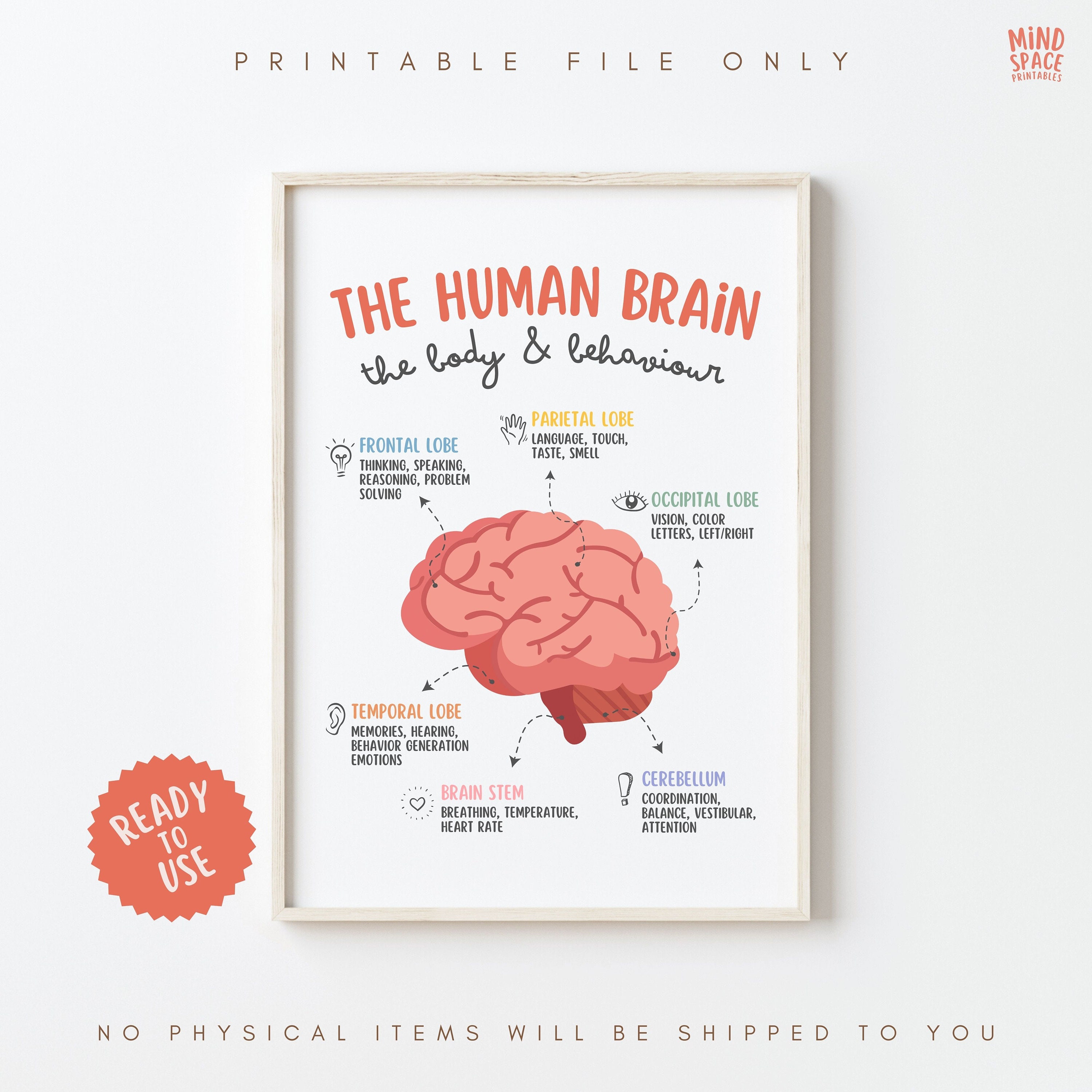The Human Brain Poster Brain Anatomy Poster Psychology - Etsy