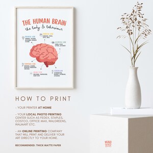 The Human Brain Poster, Brain Anatomy Poster, Psychology, Therapy ...