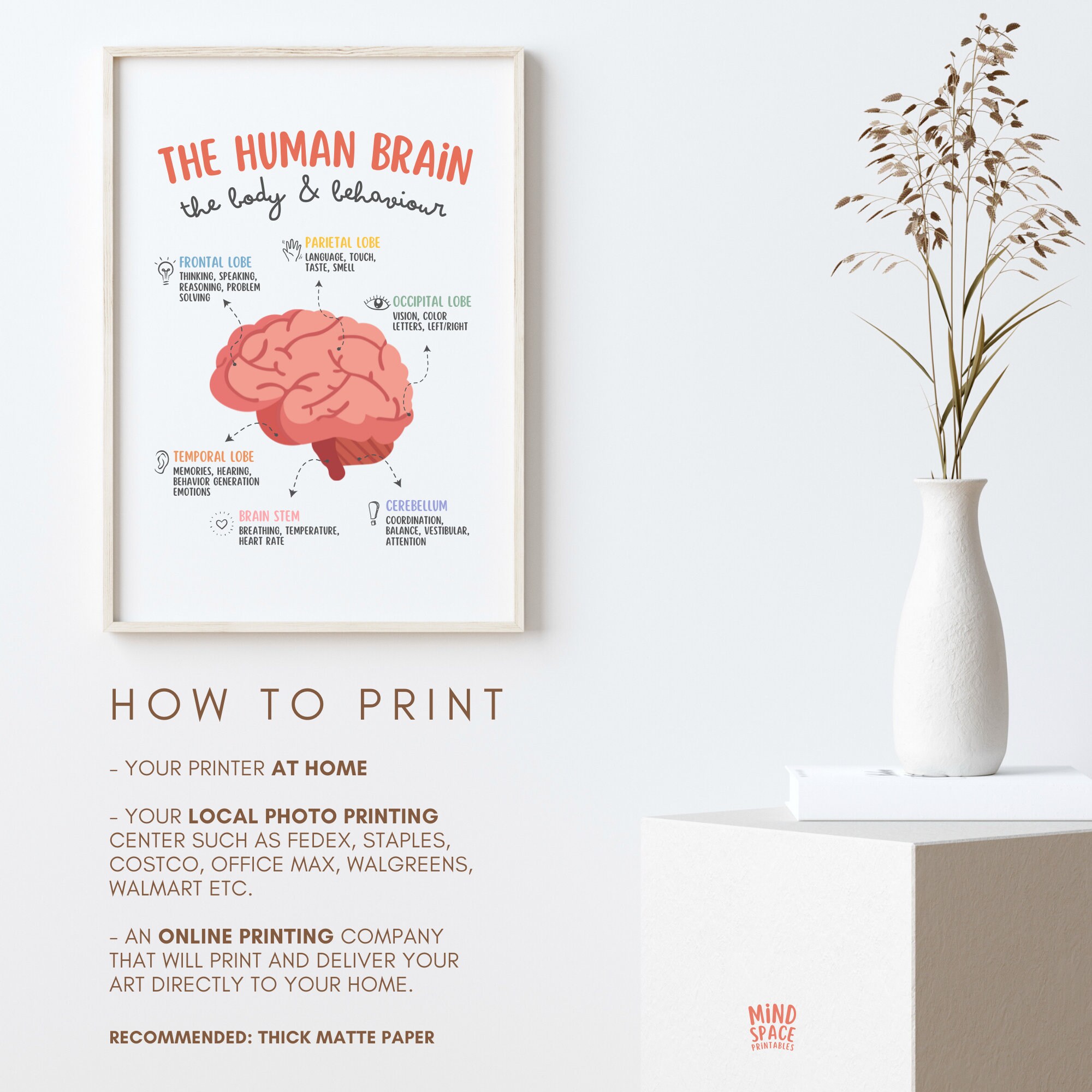 The Human Brain Poster Brain Anatomy Poster Psychology - Etsy