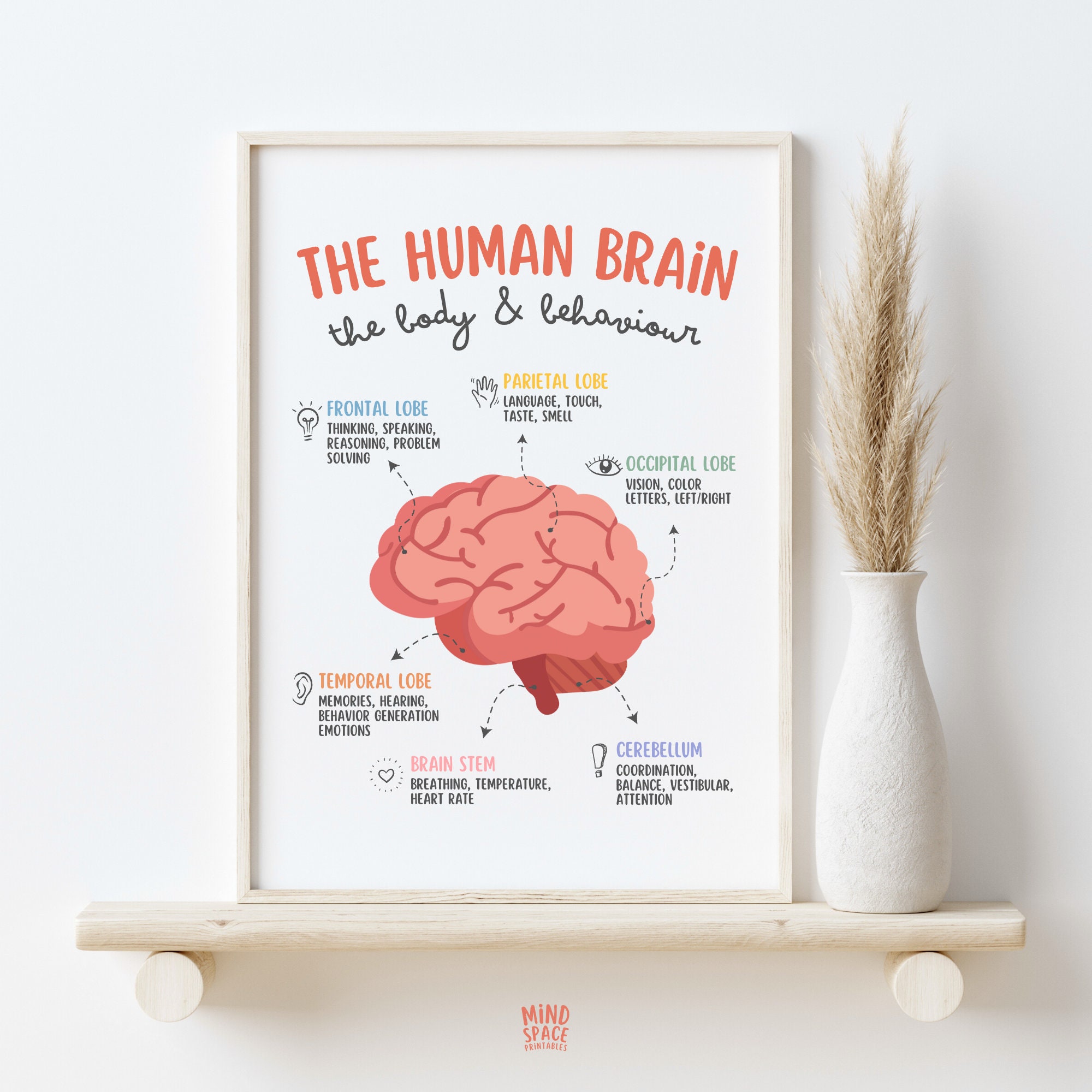 The Human Brain Poster Brain Anatomy Poster Psychology - Etsy