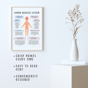 Human Nervous System Poster, Fight or Flight Response, Brain Function ...