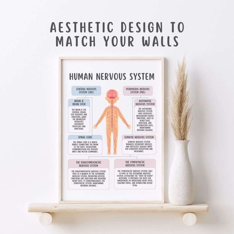 Human Nervous System Poster, Fight or Flight Response, Brain Function ...