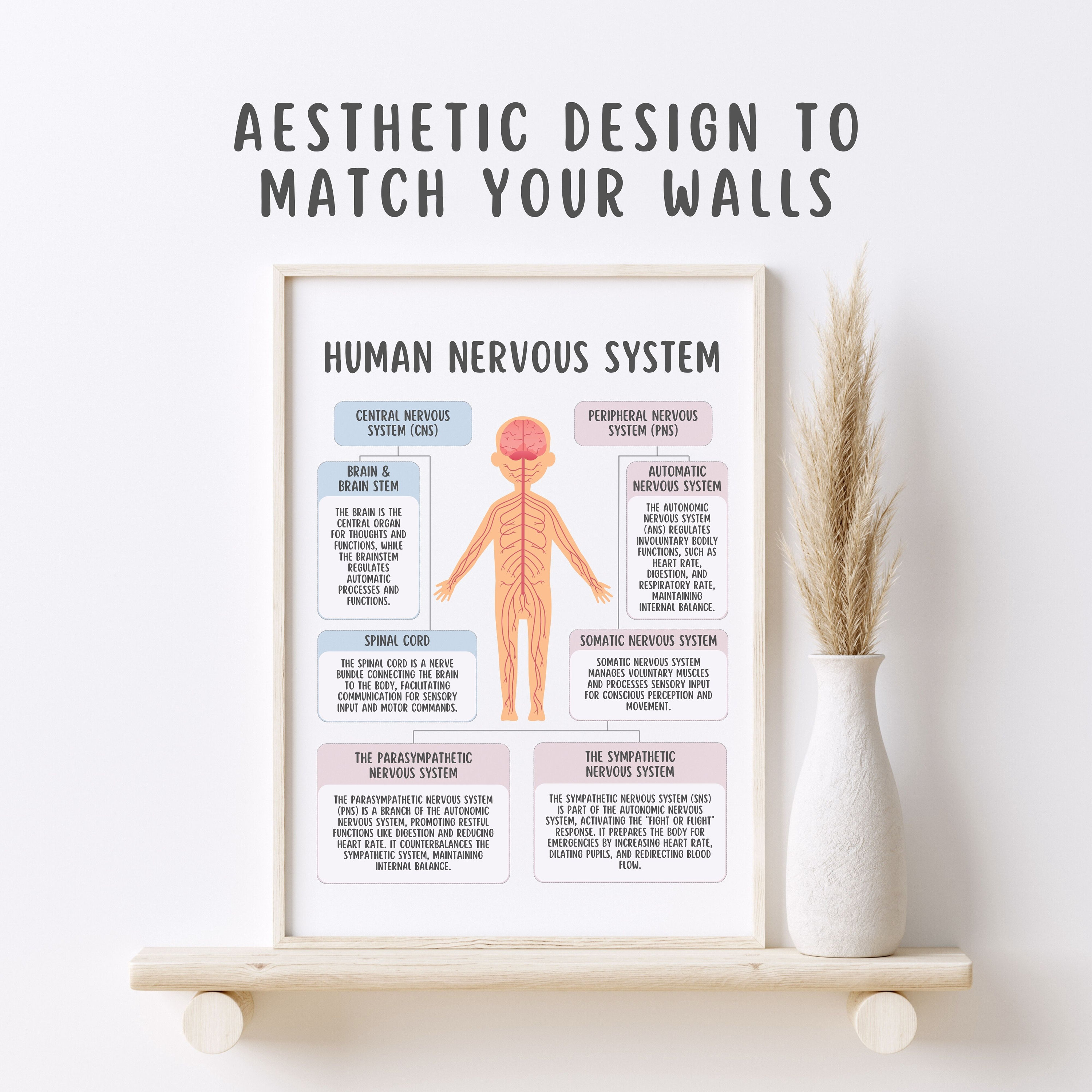 Human Nervous System Poster, Fight or Flight Response, Brain Function ...
