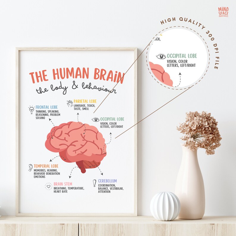 The Human Brain Poster Brain Anatomy Poster Psychology - Etsy
