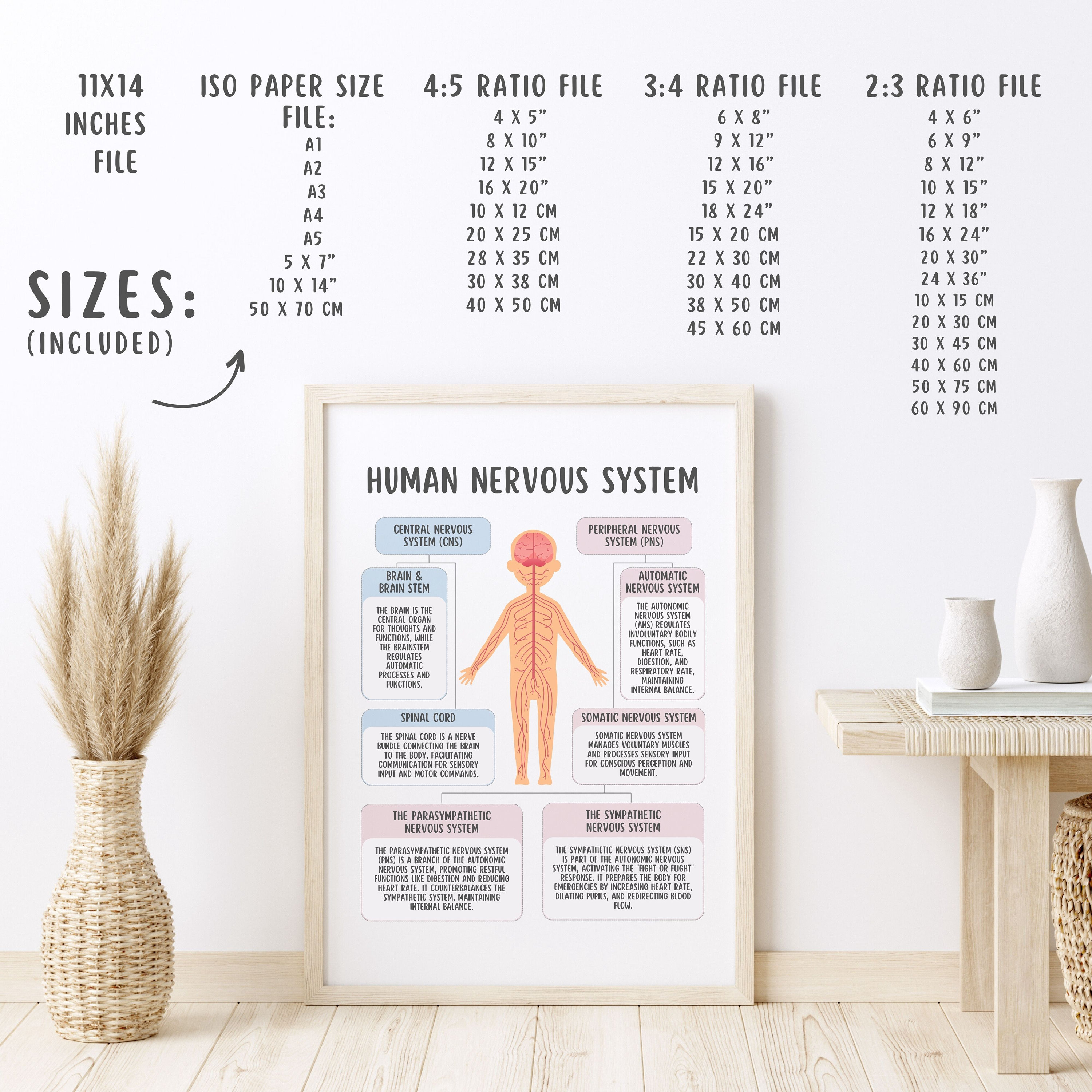Human Nervous System Poster, Fight or Flight Response, Brain Function ...