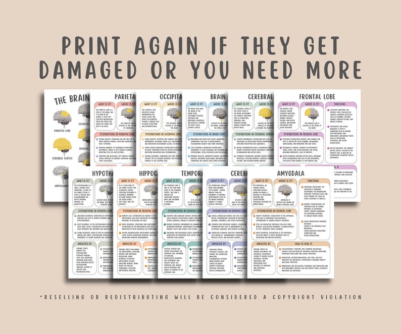 The Brain Regions Info Sheets Neuroscience for Mental Health ...