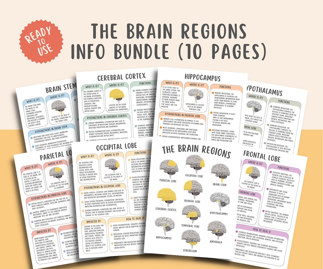 The Brain Regions Info Sheets Neuroscience for Mental Health Professionals Therapists ...