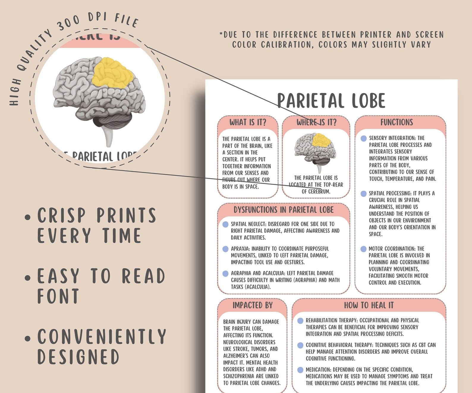 The Brain Regions Info Sheets Neuroscience for Mental Health ...