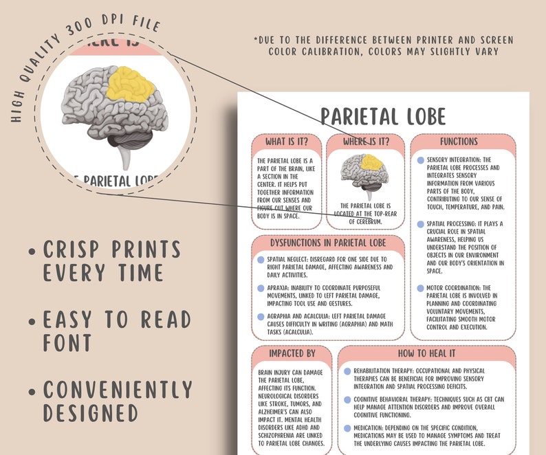 The Brain Regions Info Sheets Neuroscience for Mental Health ...