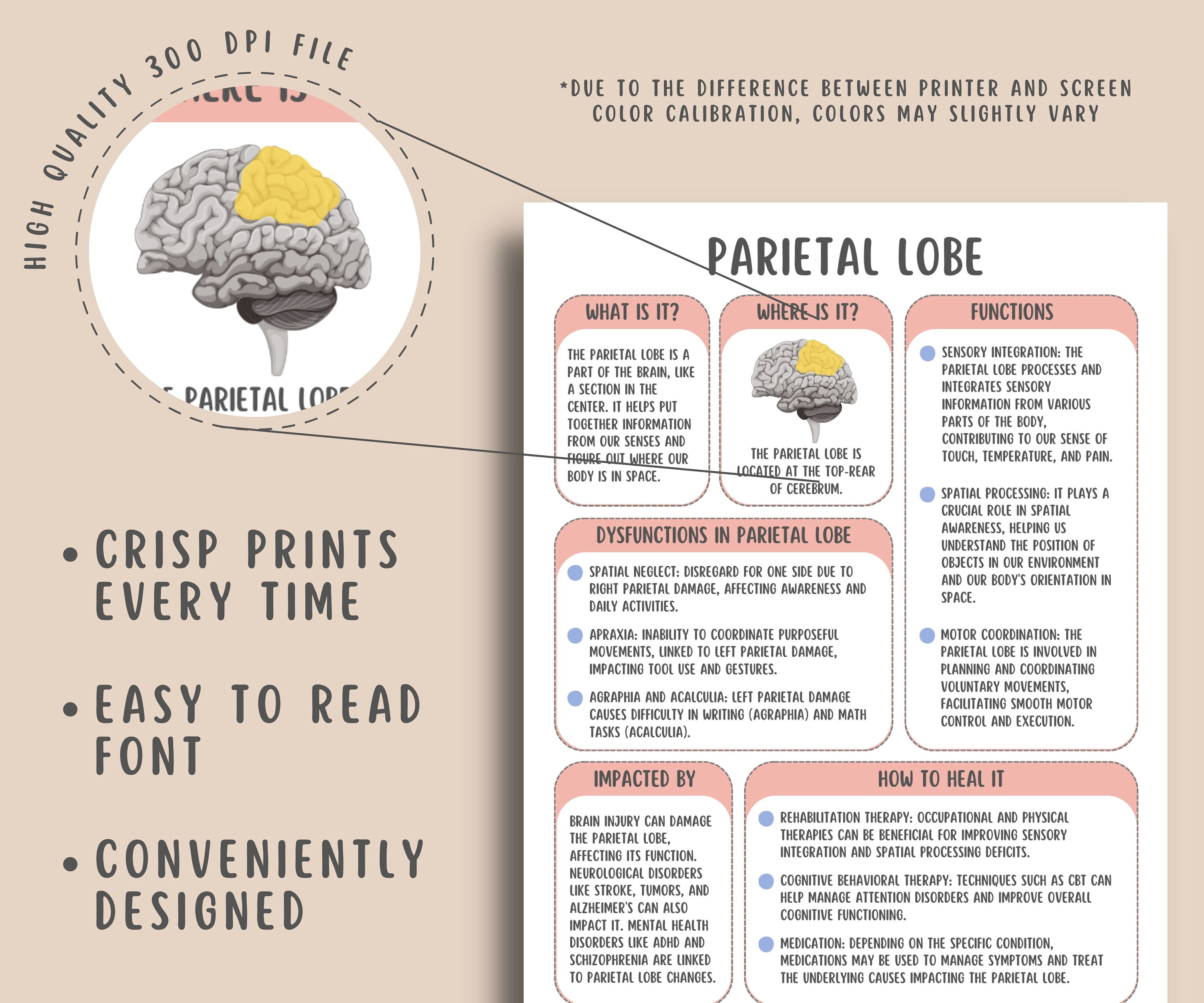 The Brain Regions Info Sheets Neuroscience for Mental Health ...