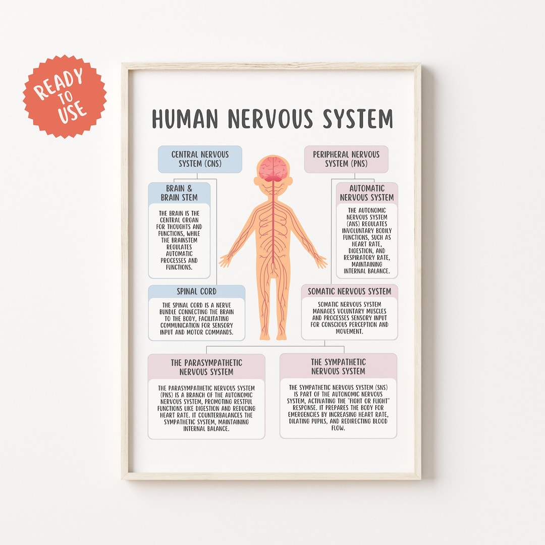 Human Nervous System Poster, Fight or Flight Response, Brain Function ...