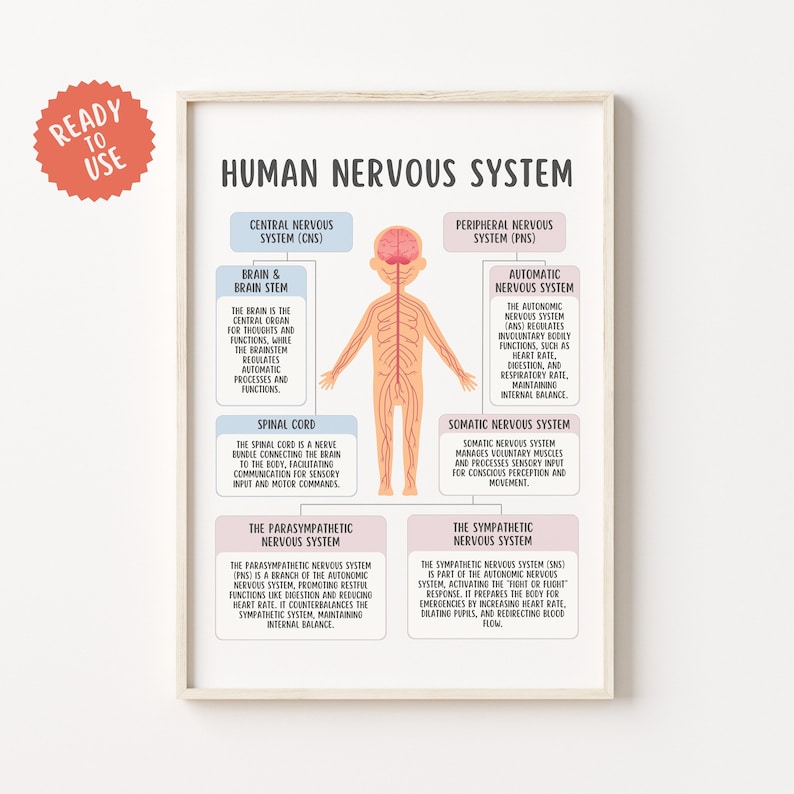 Human Nervous System Poster, Fight or Flight Response, Brain Function ...