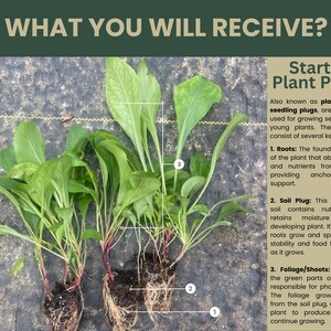 Penstemon Digitalis | Foxglove Beardtongue | Starter Plant Plug ...