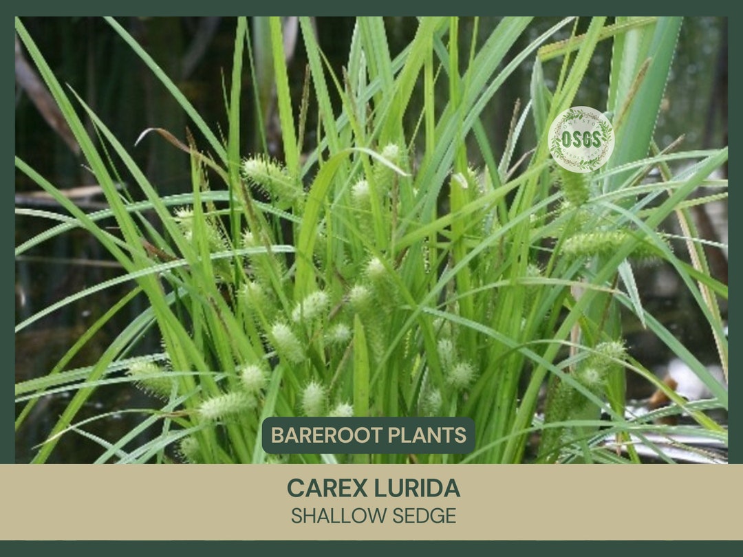 Carex Lurida | Shallow Sedge | Bareroot | Wetland Restoration | Live ...