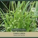 Carex Lurida Shallow Sedge Bareroot Wetland Restoration Live Plant ...