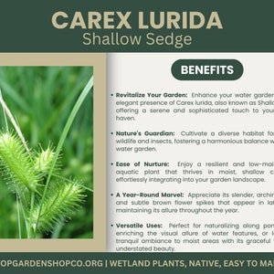 Carex Lurida | Shallow Sedge | Bareroot | Wetland Restoration | Live ...