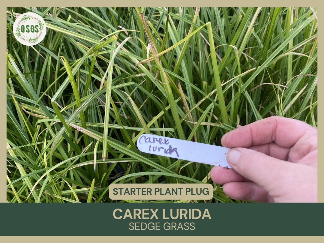 Carex Lurida Sedge Grass Starter Plant Plug Live Plant Wetland Garden Native Grass Wildlife ...