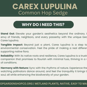 Carex Lupulina | Common Hop Sedge | Starter Plant Plug | Sedge Family ...