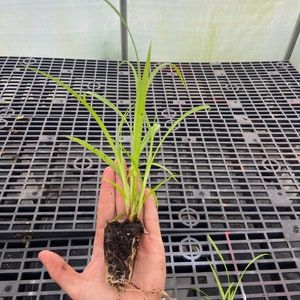 Carex Lupulina Common Hop Sedge Starter Plant Plug Sedge Family Native ...