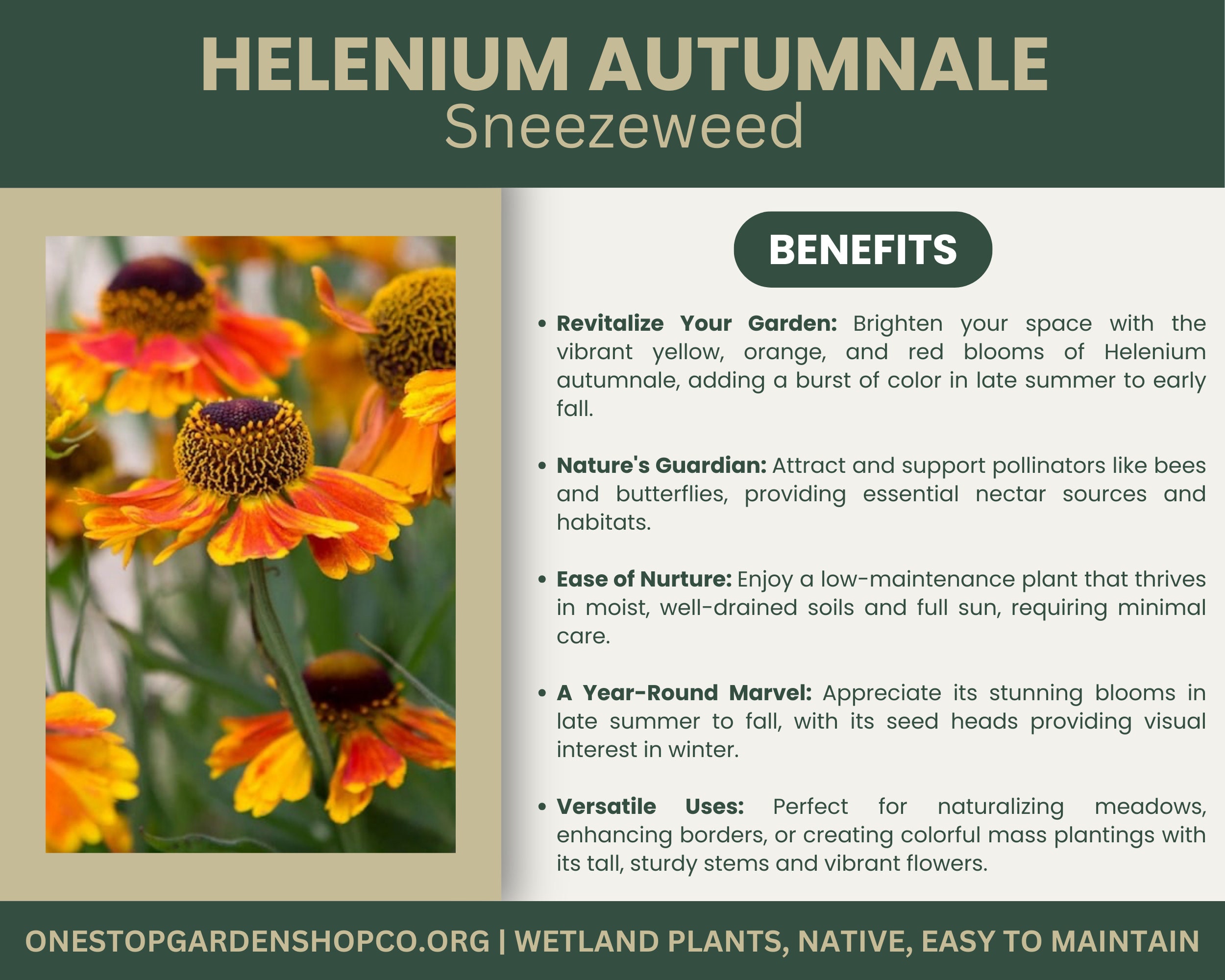Helenium Autumnale | Sneezeweed | Starter Plant Plug | Live Plant ...