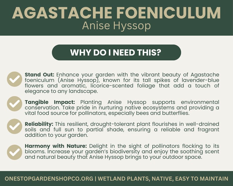 Agastache Foeniculum | Anise Hyssop | Starter Plant Plug | Live ...