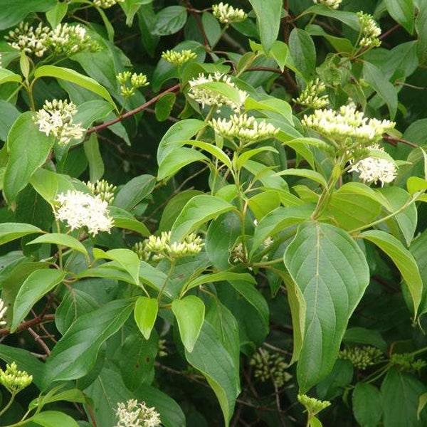 Native Dogwood Tree - Etsy