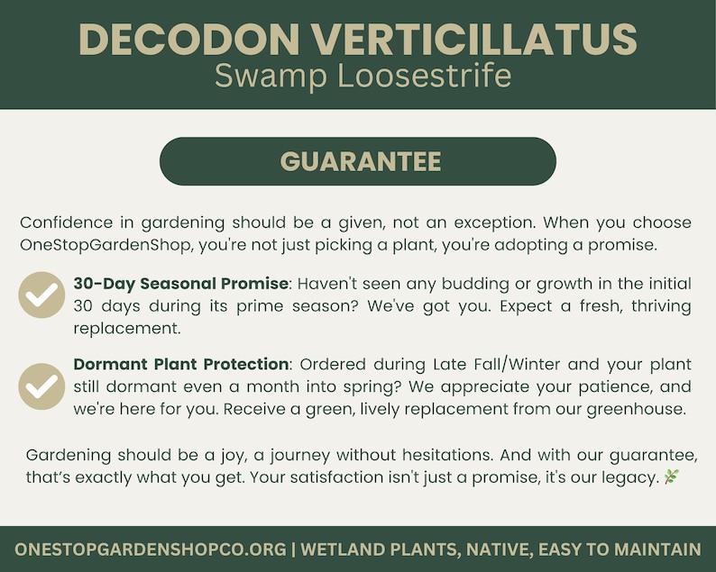 Decodon Verticillatus | Swamp Loosestrife | Starter Plant Plug | Live ...