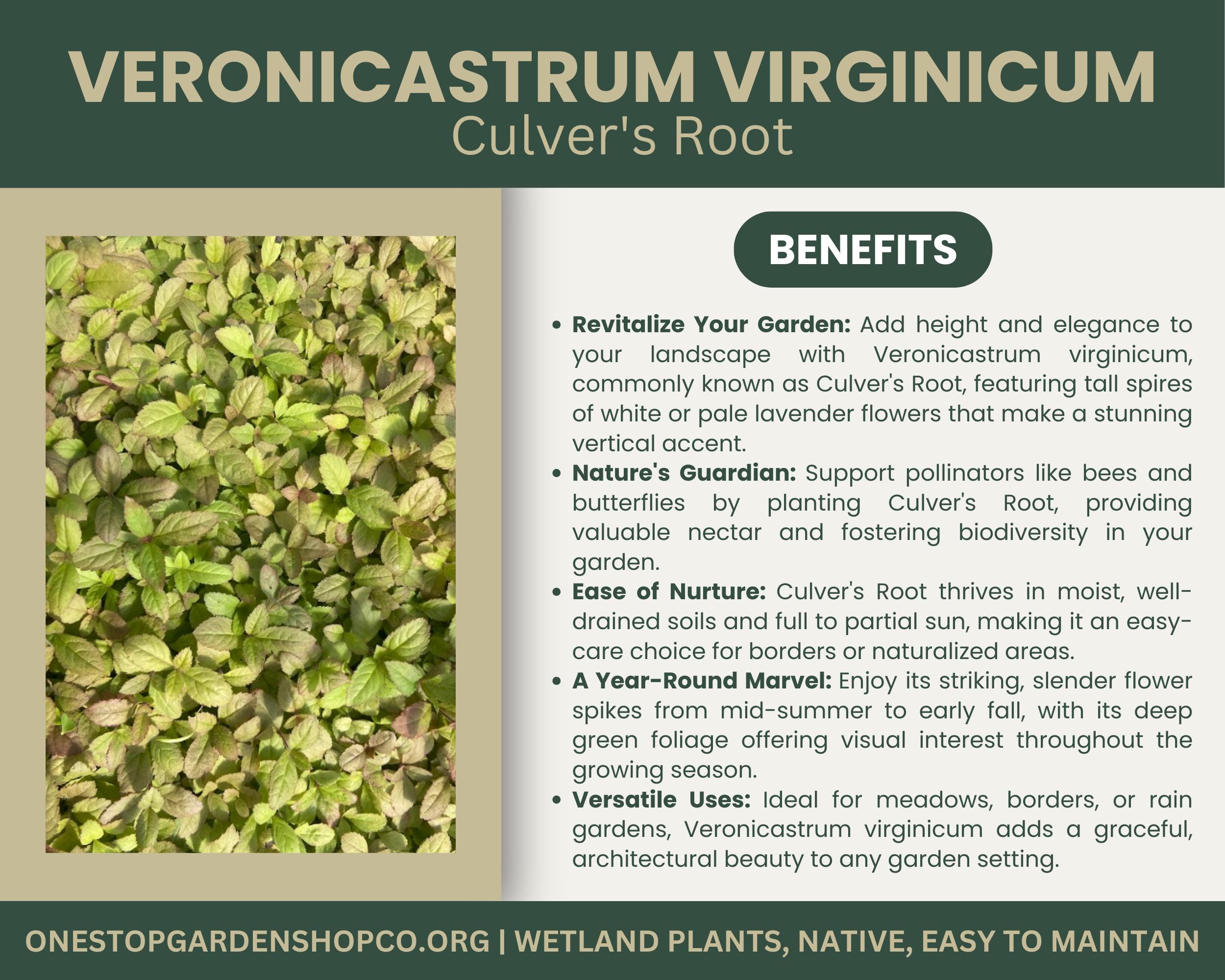 Veronicastrum Virginicum | Culver's Root | Starter Plant Plug | Live ...