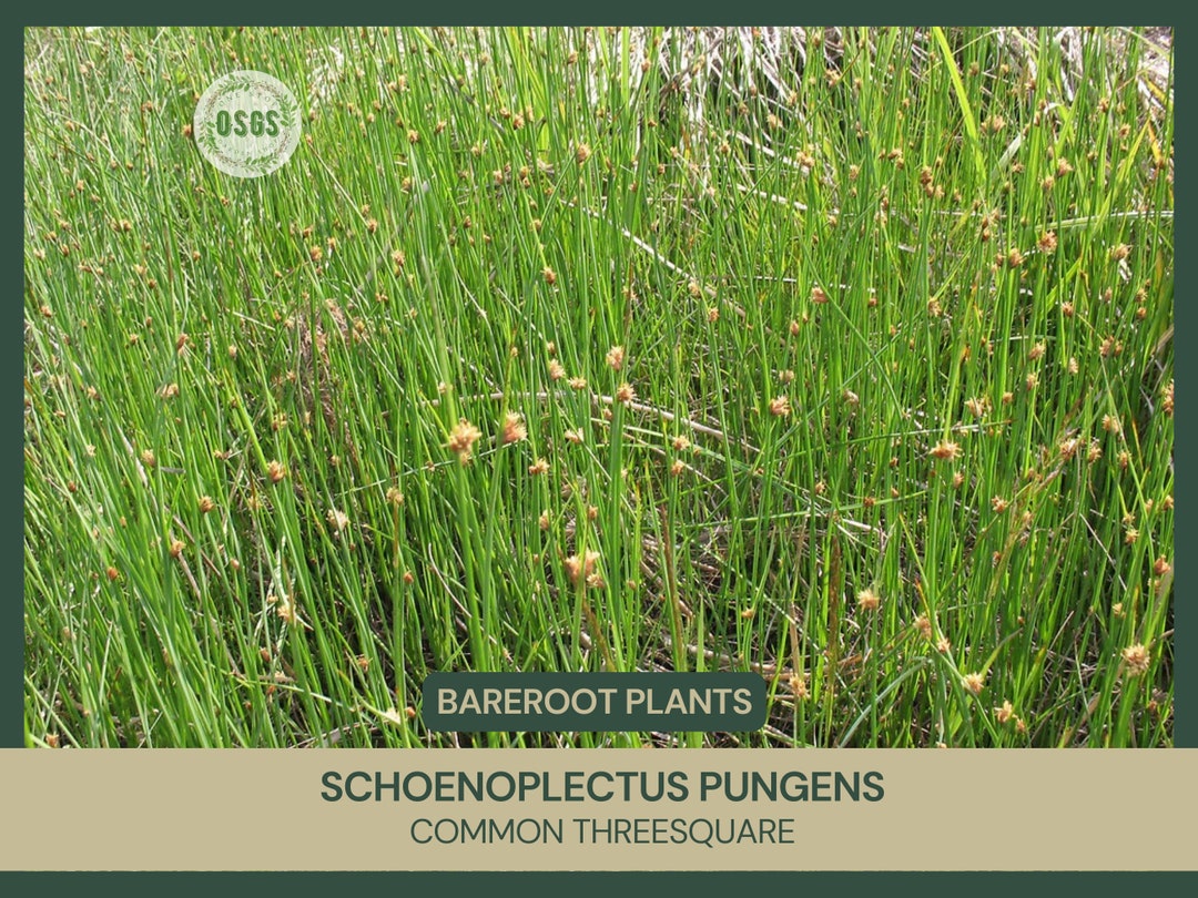 Schoenoplectus Pungens Common Threesquare Bareroot Live Plant Wetland ...