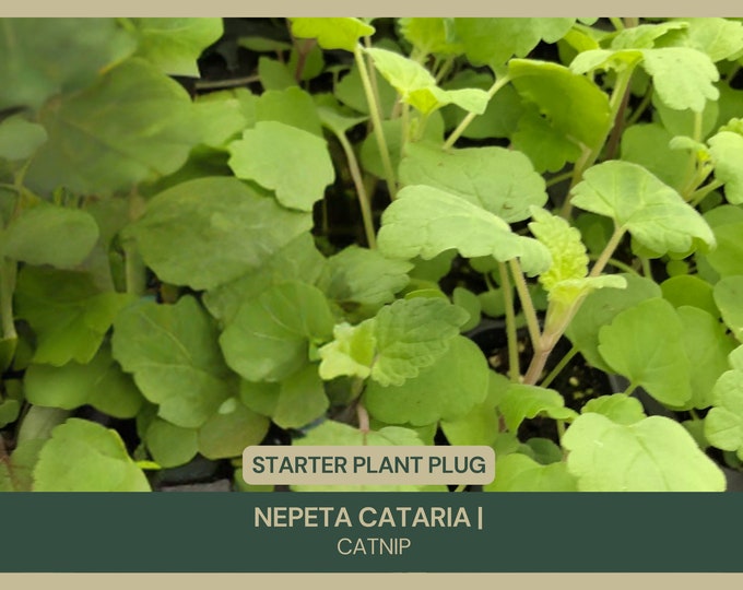 Catnip Set of 3 Pots - Etsy