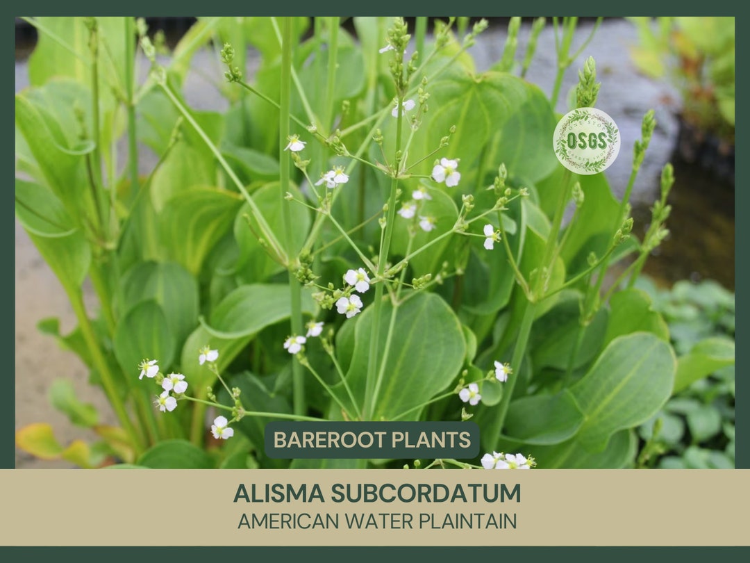 Alisma Subcordatum | American Water Plantain | Bareroot | Aquatic Plant ...