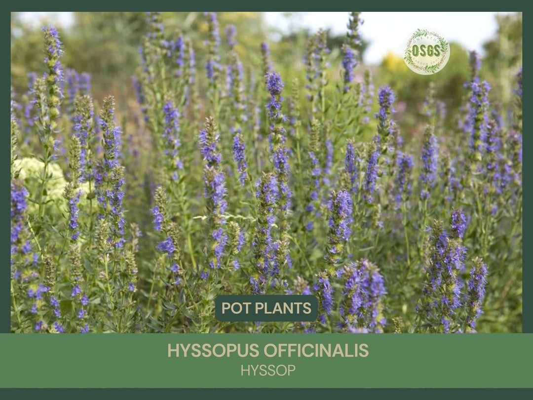 Hyssopus Officinalis | Hyssop | 4" Pot | Edible | Showy | Attracts ...