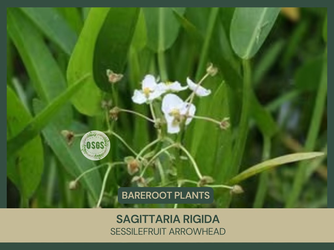 Sagittaria Rigida Sessilefruit Arrowhead Bareroot Live Plant Plant for ...