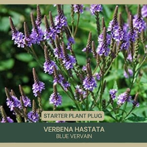 Verbena Hastata | Blue Vervain | Starter Plant Plug | Native Wetland ...