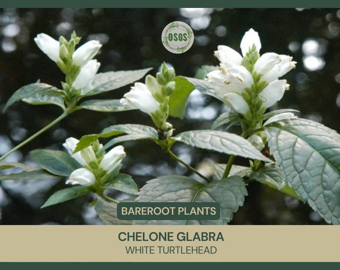 Turtle Head, CHELONE Lyonii HOT LIPS / Perennial / Bare Root / Only 6. ...