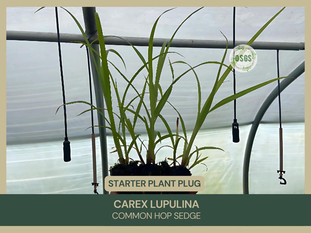 Carex Lupulina | Common Hop Sedge | Starter Plant Plug | Sedge Family ...