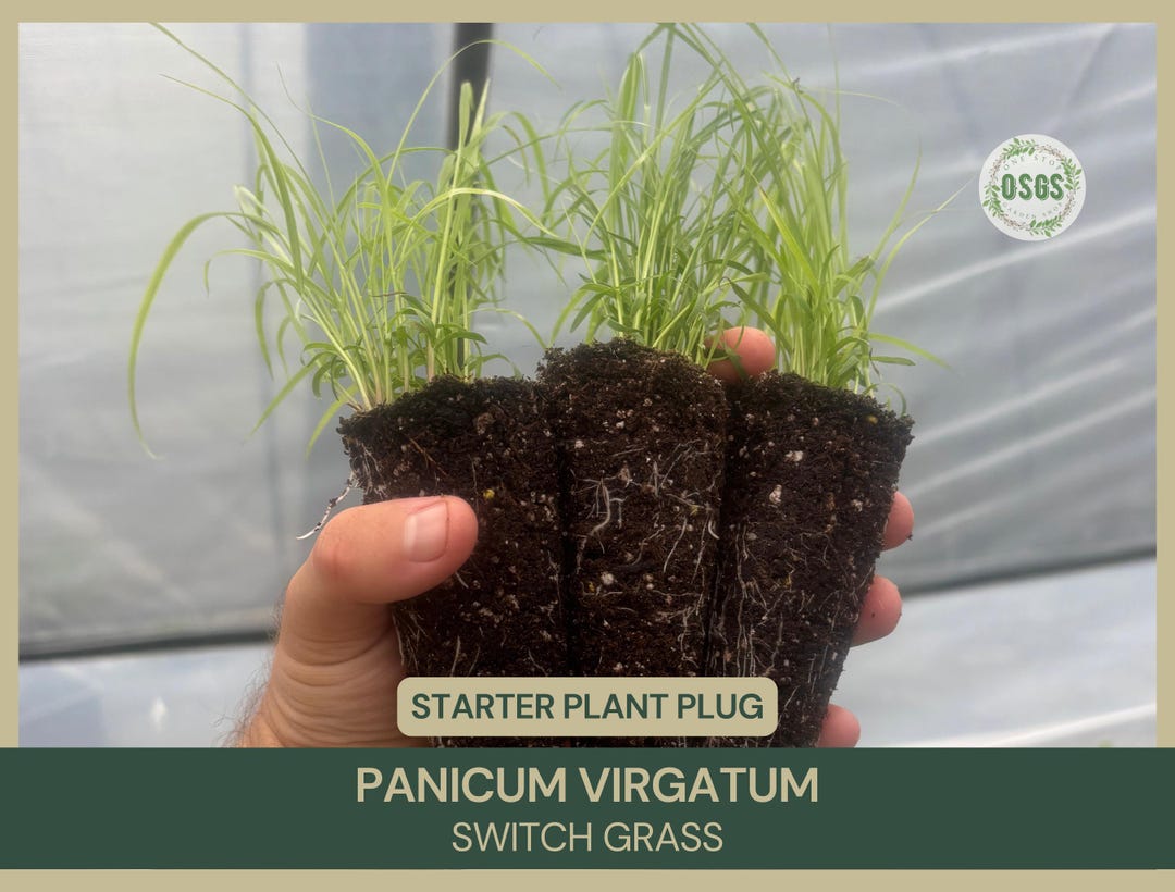 Panicum Virgatum | Switchgrass | Starter Plant Plug | Live Native ...