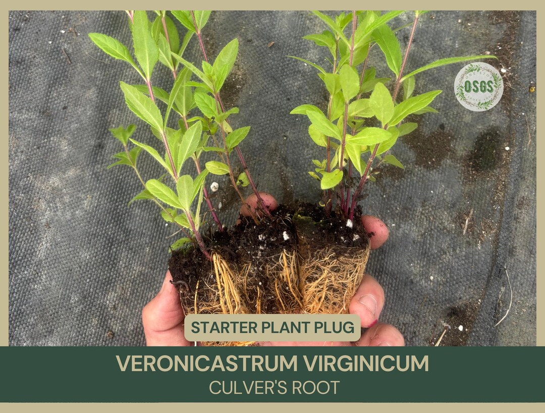 Veronicastrum Virginicum | Culver's Root | Starter Plant Plug | Live ...