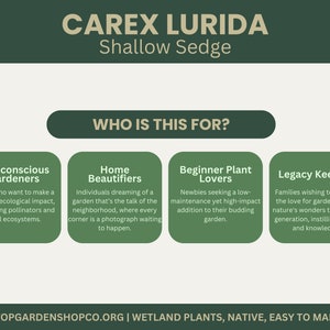 Carex Lurida | Shallow Sedge | Bareroot | Wetland Restoration | Live ...