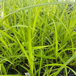 Carex Lupulina Common Hop Sedge Starter Plant Plug Sedge Family Native ...