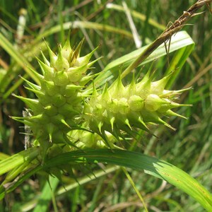 Carex Lupulina Common Hop Sedge Starter Plant Plug Sedge Family Native ...