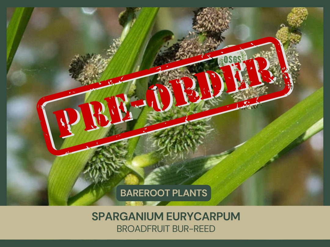 Sparganium Eurycarpum | Broadfruit Bur-reed | Bareroot | Live Plant ...