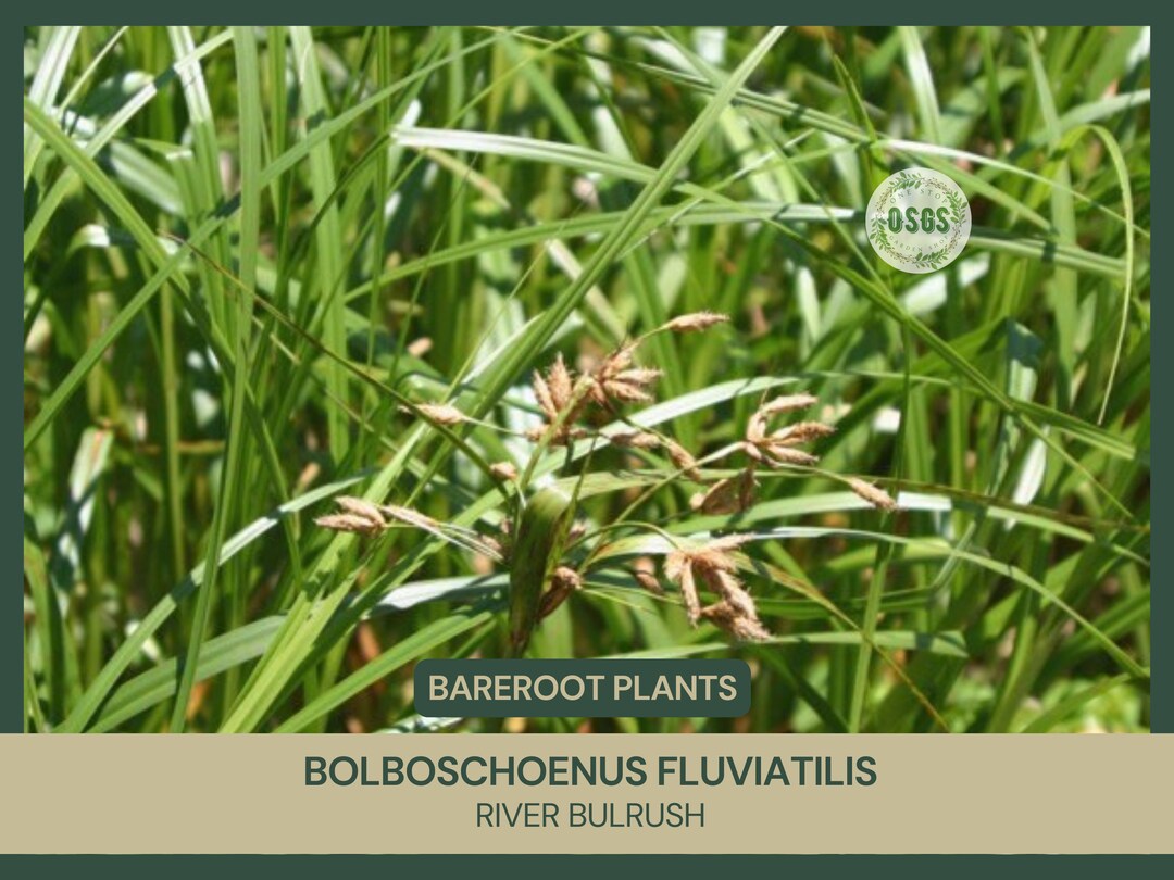 Bolboschoenus Fluviatilis | River Bulrush | Bareroot | Live Plant ...