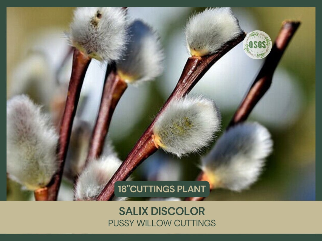 Salix Discolor | Pussy Willow | 18" Fresh Cuttings | Grafting ...