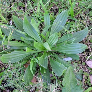 Plantago Lanceolata Narrowleaf Plantain Bareroot Edible Plant Wild ...