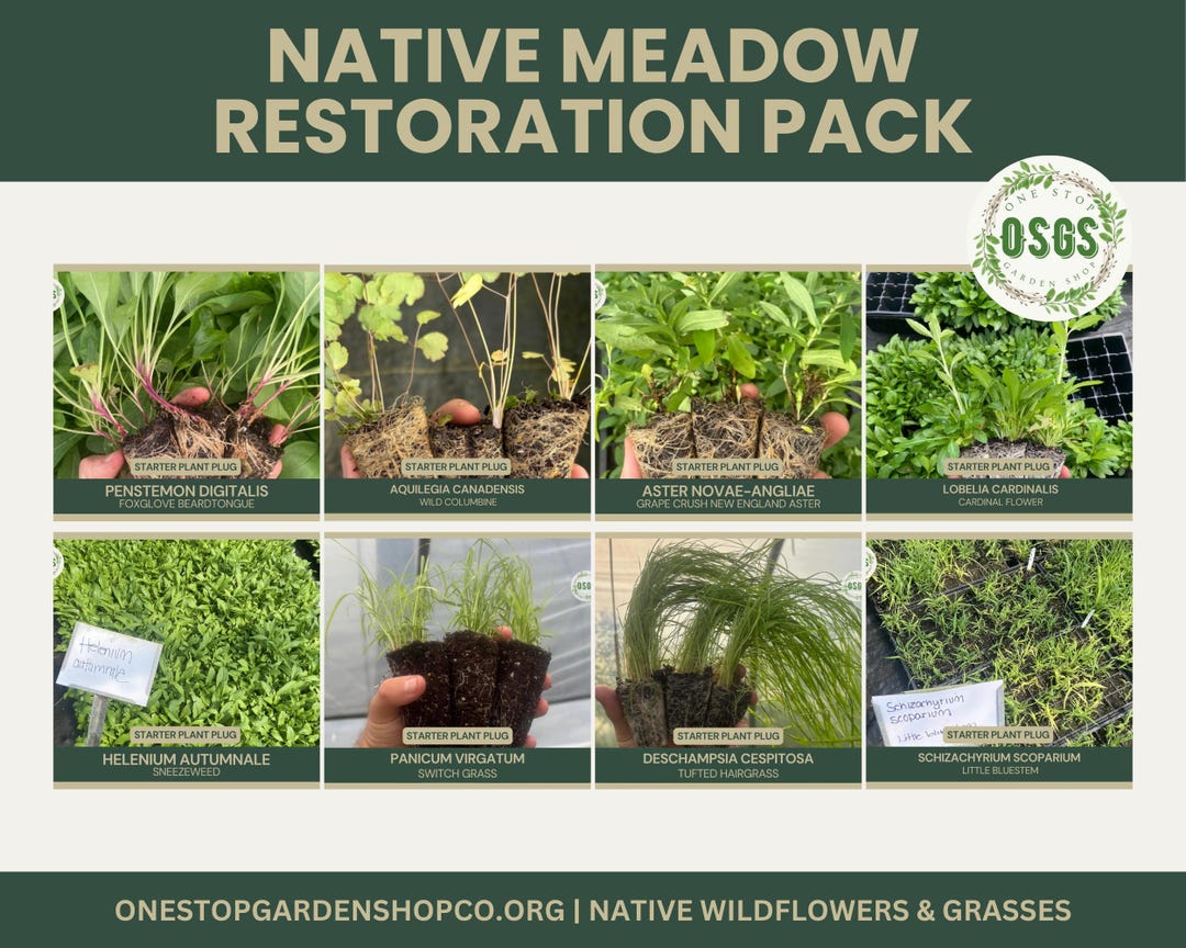 Native Meadow Restoration Pack | Prairie Starter, Pollinator, Eco ...
