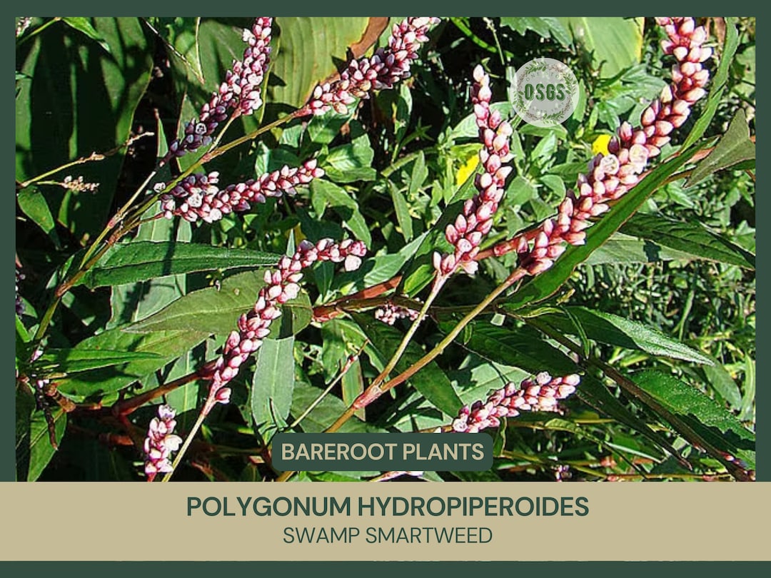 Polygonum Hydropiperoides | Swamp Smartweed | Bareroot | Live Plant ...