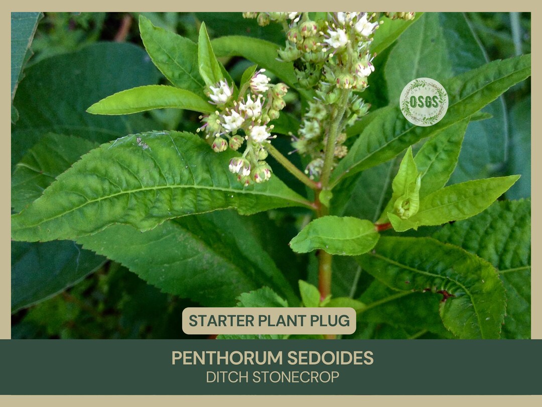 Penthorum Sedoides | Ditch Stonecrop | Starter Plant Plug | Native ...