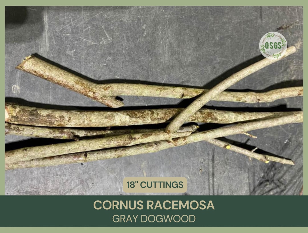 Cornus Racemosa | Gray Dogwood | 18" Cuttings | Native Shrub Whip ...